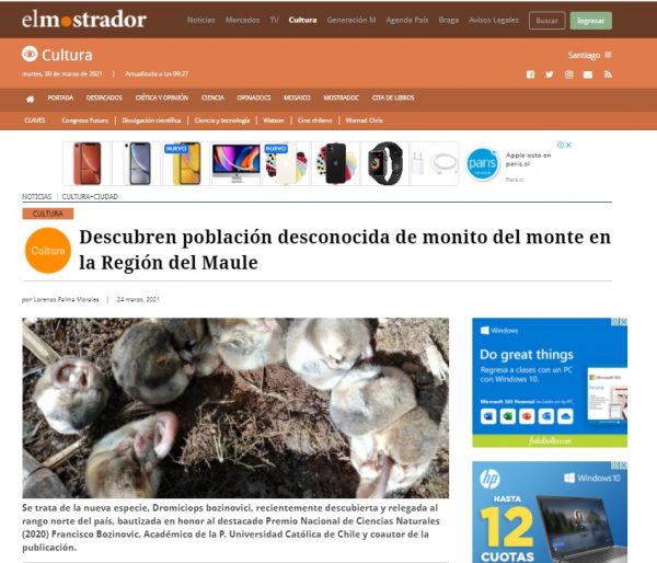 Descubren población desconocida de monito del monte en la Región del ...