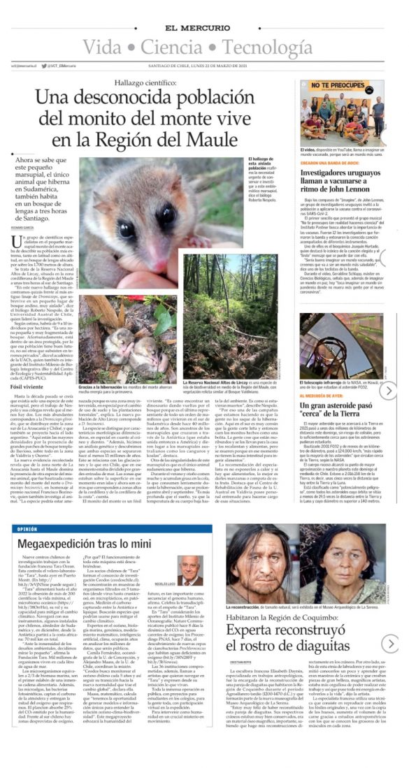 Una desconocida población del monito del monte vive en la Región del ...