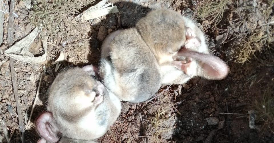 Descubren población desconocida de monito del monte en la Región del ...