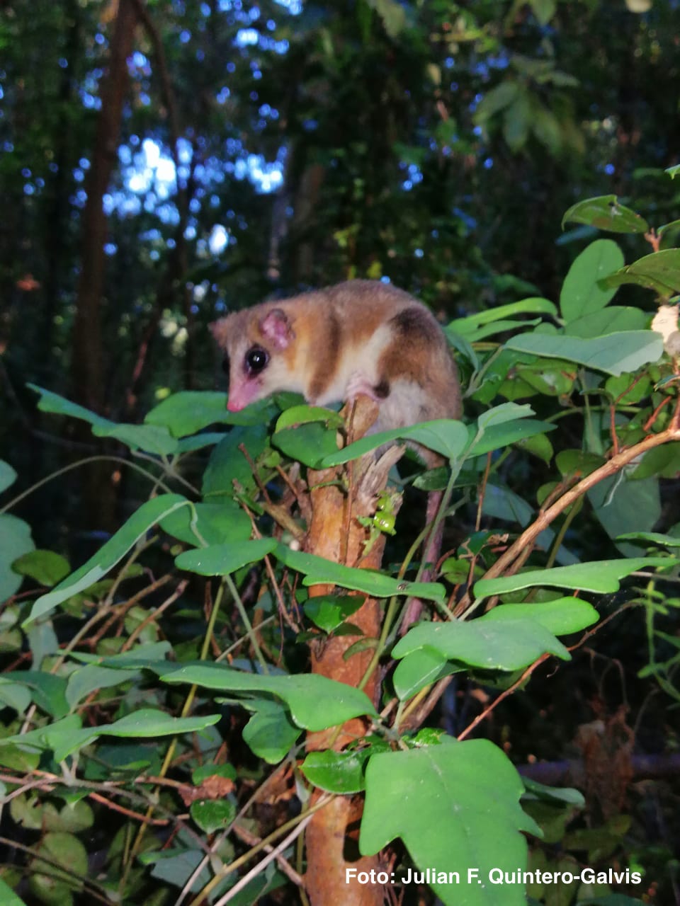 Nuevo Doctor en Ciencias, mención Ecología y Evolución avanza en el ...