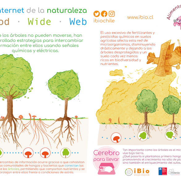 Wood Wide Web – iBio