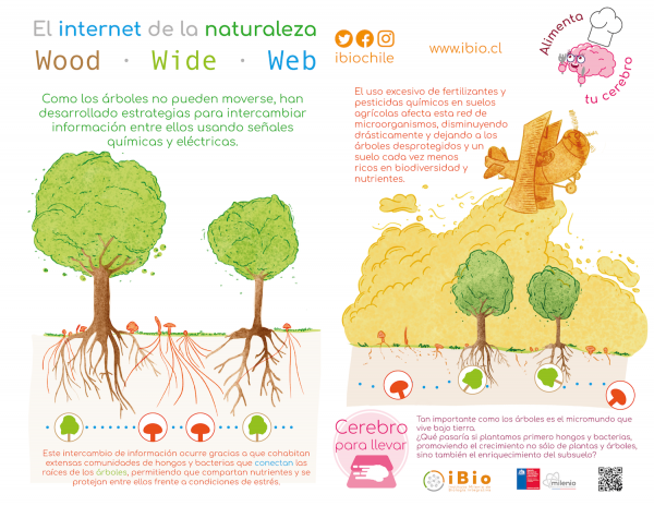 Wood Wide Web – iBio