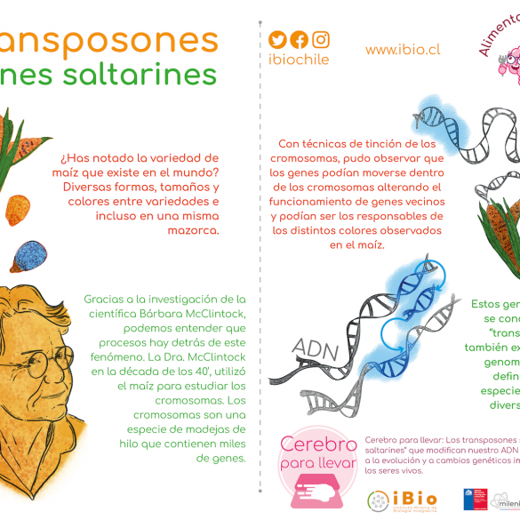 Transposones: los genes saltarines – iBio