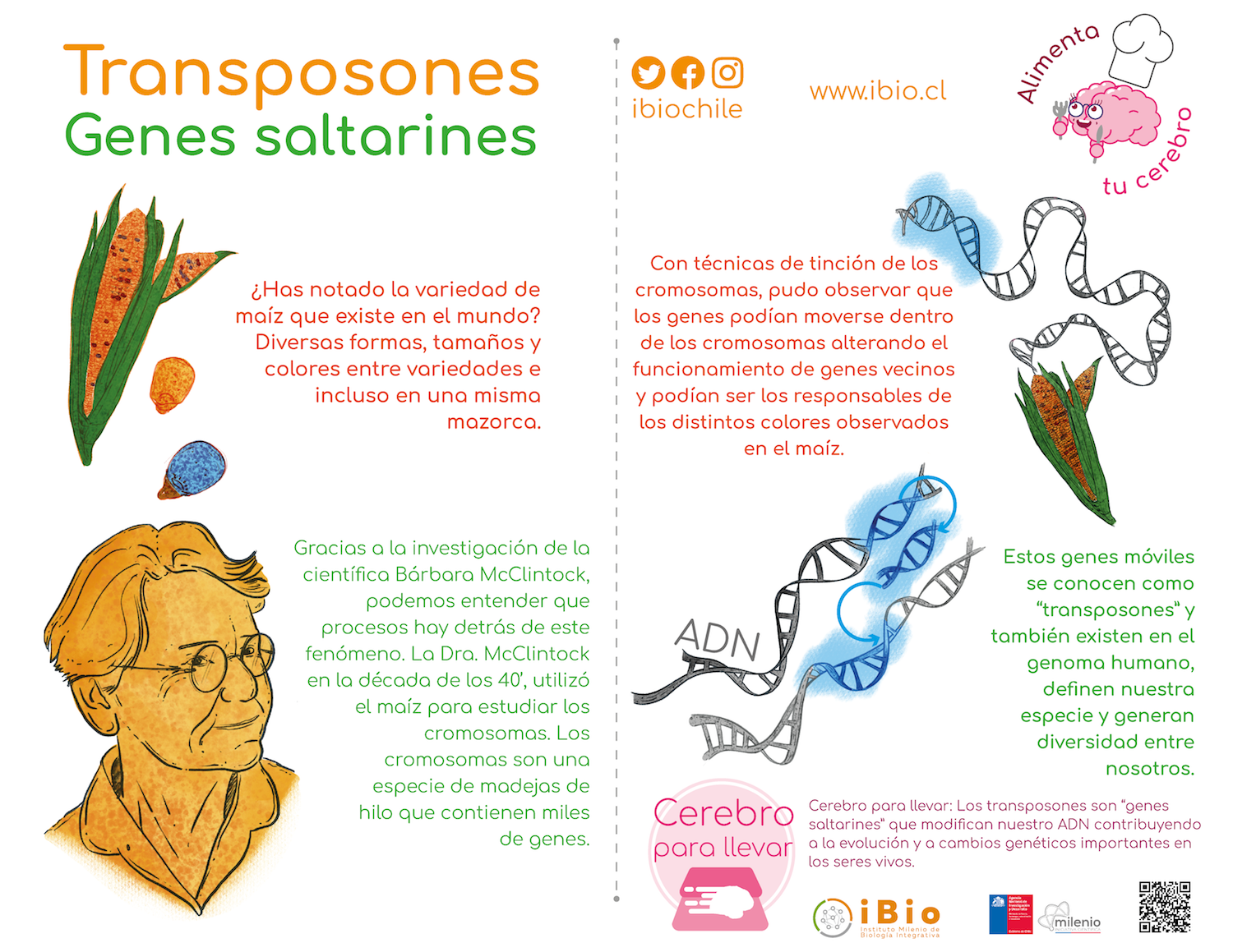 Transposones: los genes saltarines Copia – iBio