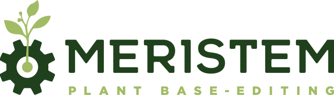 Cargos disponibles para investigaciones Meristem – iBio